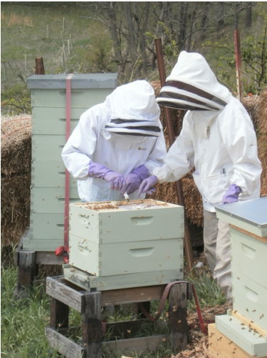 Beekeeping Short Course | N.C. Cooperative Extension